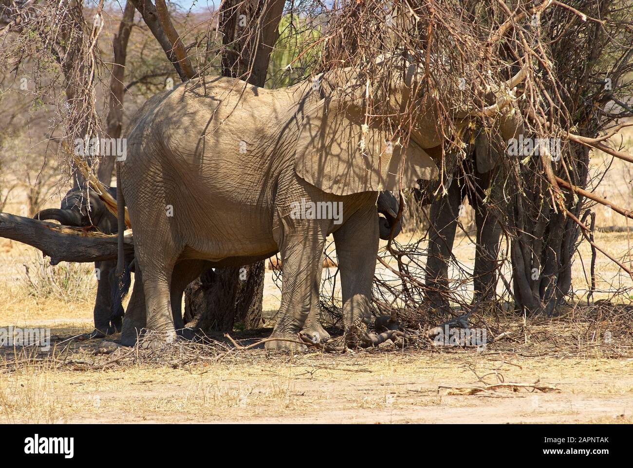 A small group of elephants, feeding on bark and branches Stock Photo ...