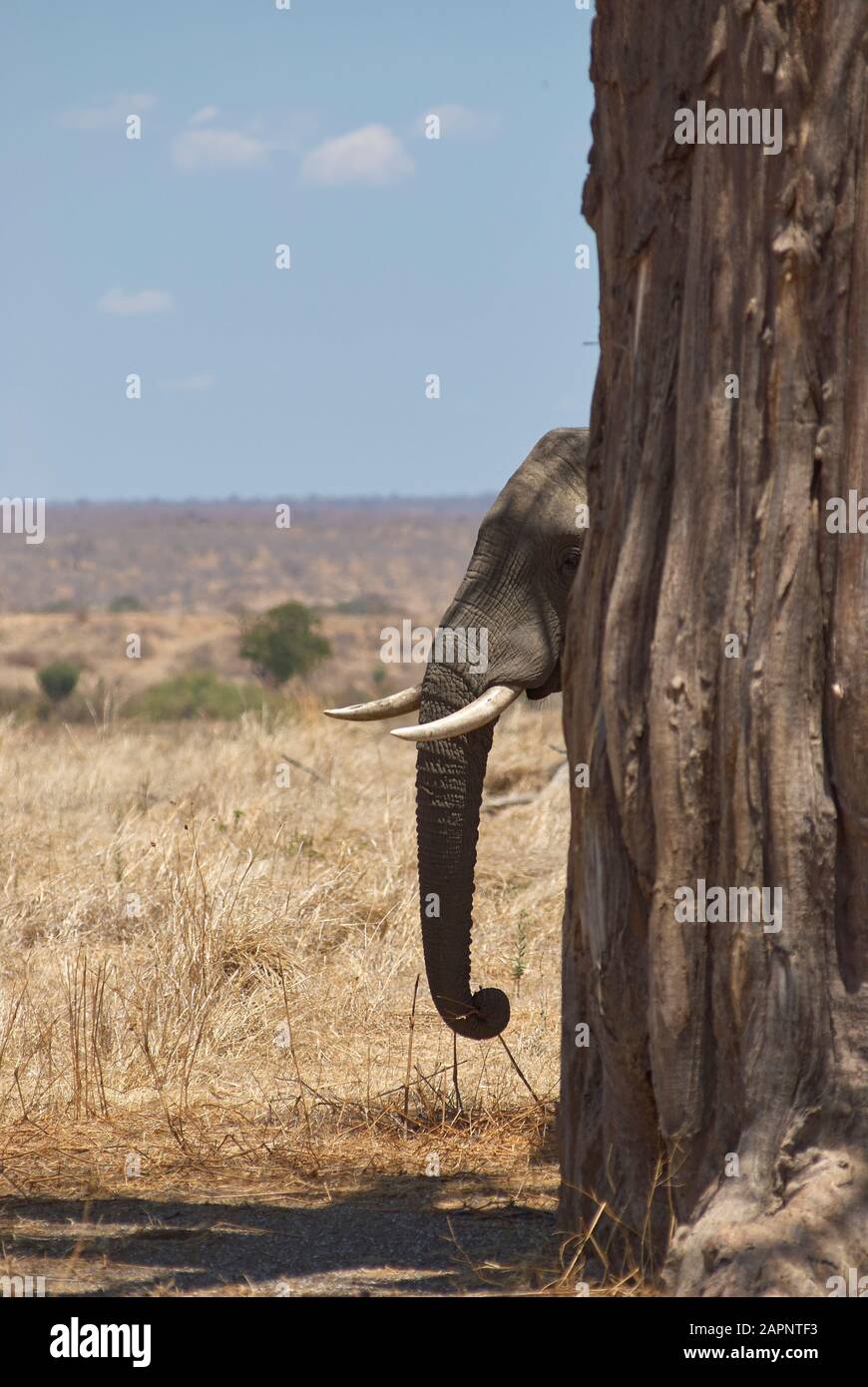 Elephant hiding behind tree hi-res stock photography and images - Alamy