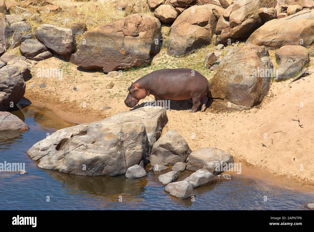 Hippo toilet hi-res stock photography and images - Alamy