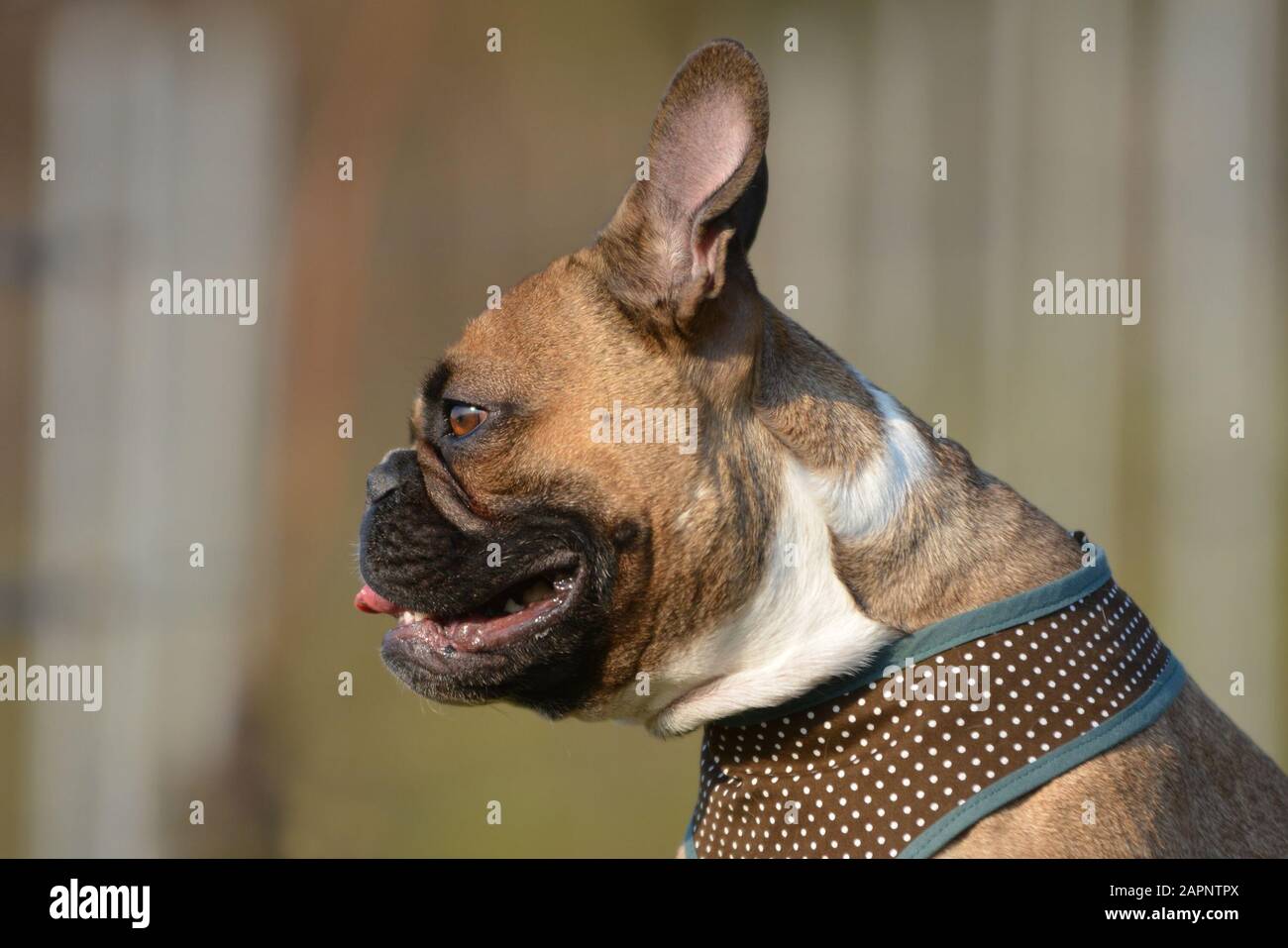 Side profile view of head of a brown French Bulldog dog with black mask ...