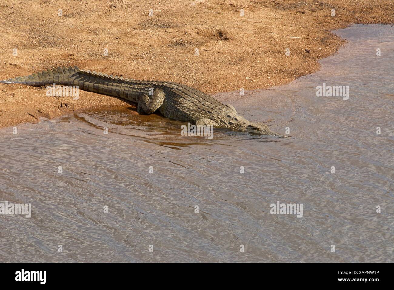 Crocodile moving back into the water after an excessive sun bath Stock ...