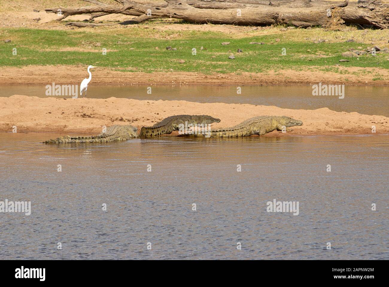 Large Sun bathing crocodiles at the shores of Ruaha River in Tanzania ...