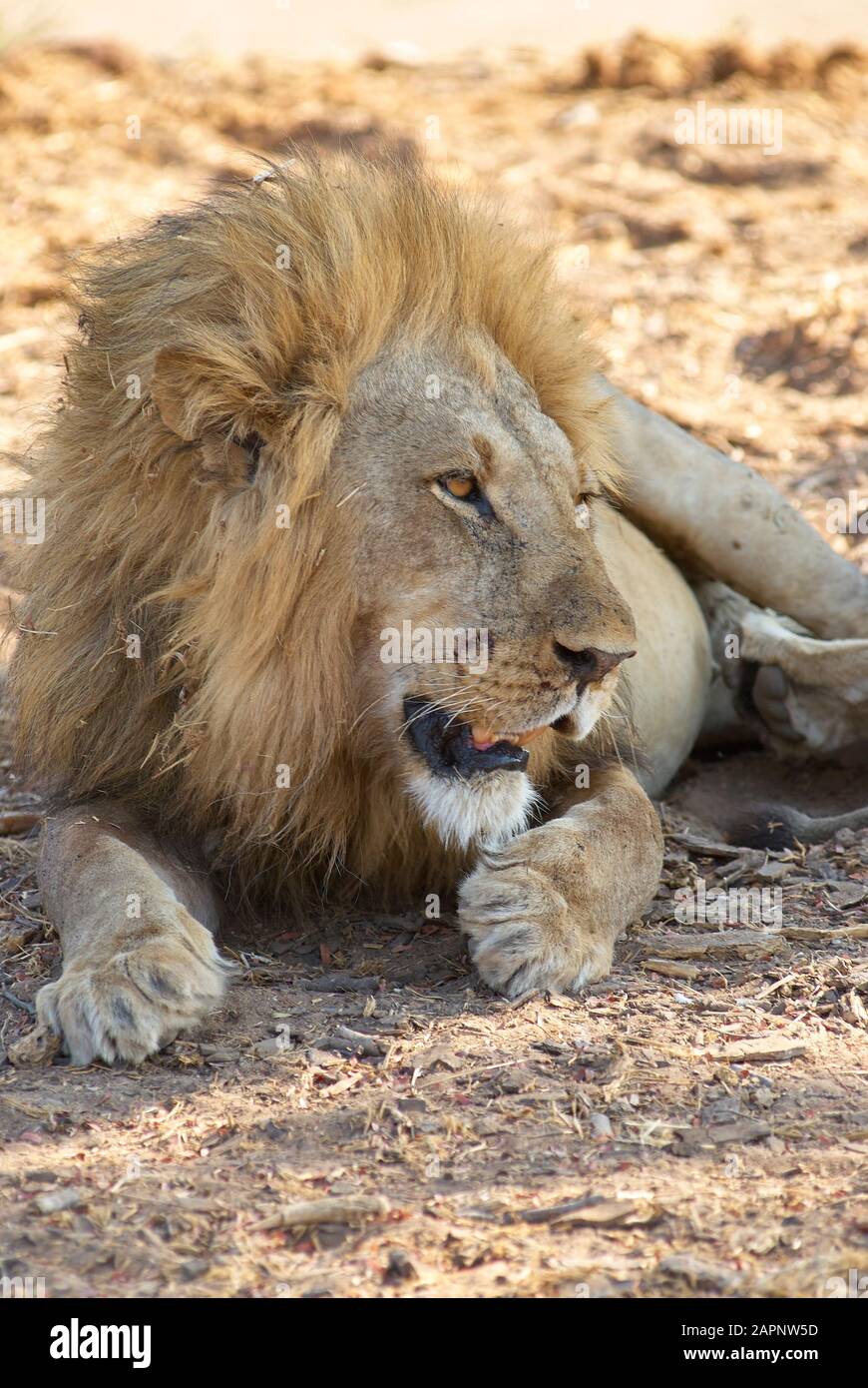 A young lion, having its digestive nap Stock Photo - Alamy