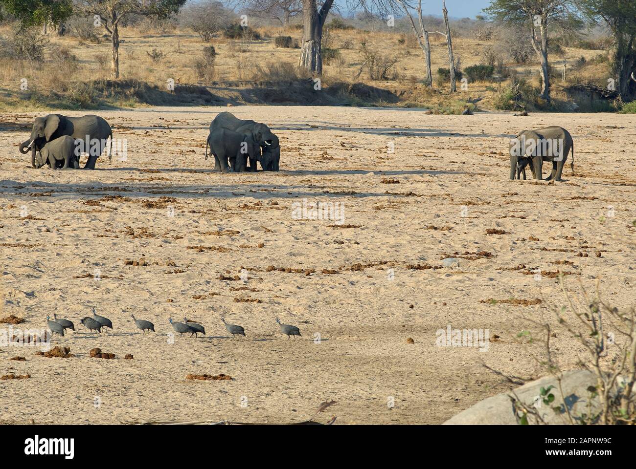 Elephants In Dry Riverbed High Resolution Stock Photography and Images ...