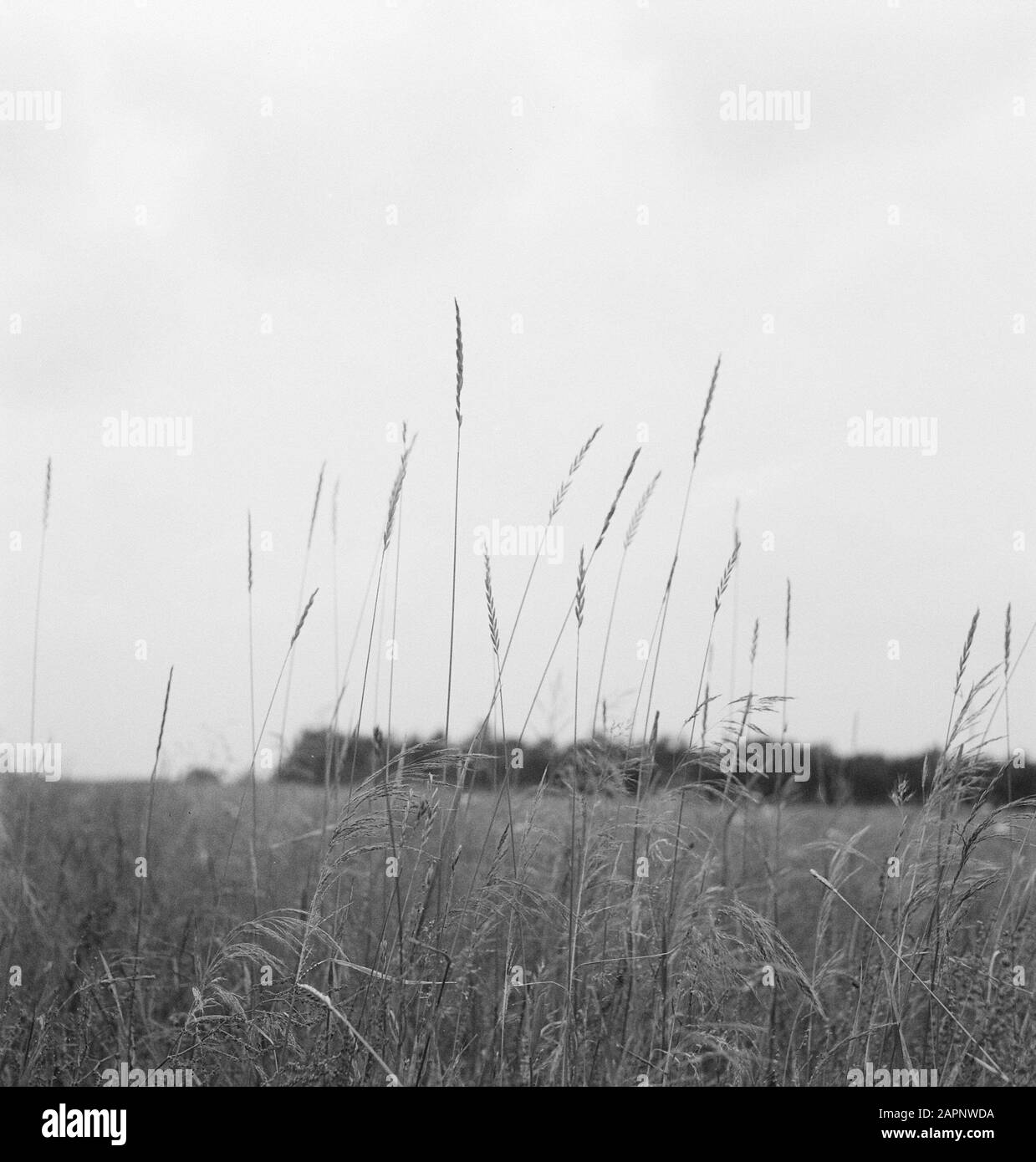 Grassen hi-res stock photography and images - Alamy