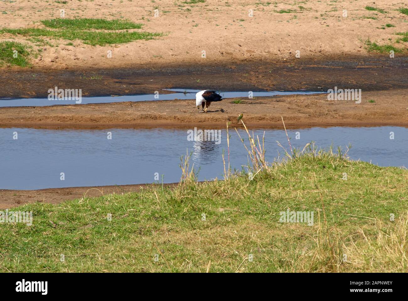 African Fish Eagle with prey Stock Photo - Alamy