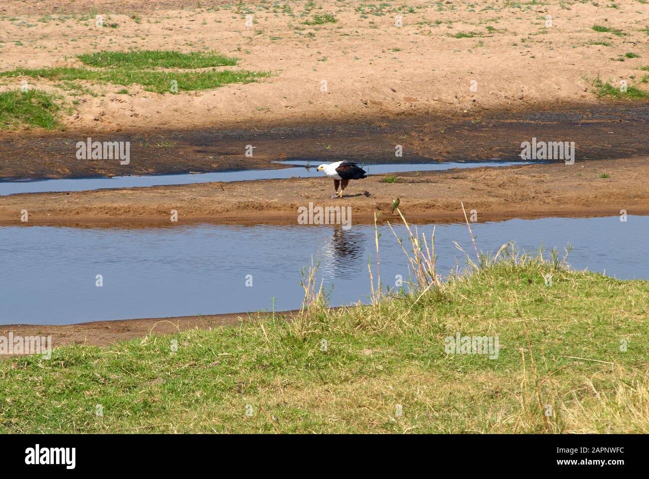 African Fish Eagle with prey Stock Photo - Alamy