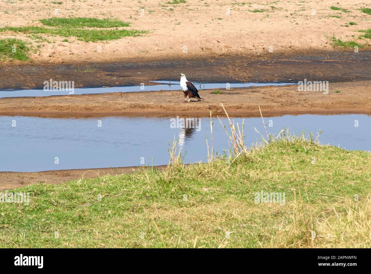 African Fish Eagle with prey Stock Photo - Alamy