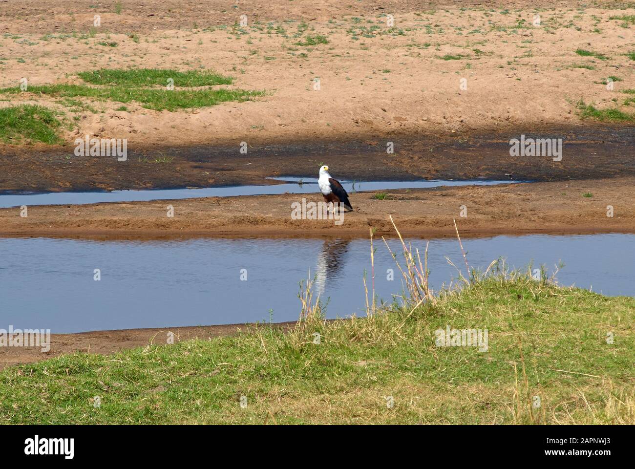 Ruaha national park tanzania eagle hi-res stock photography and images ...