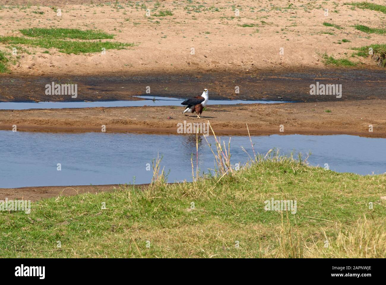 Ruaha national park tanzania eagle hi-res stock photography and images ...