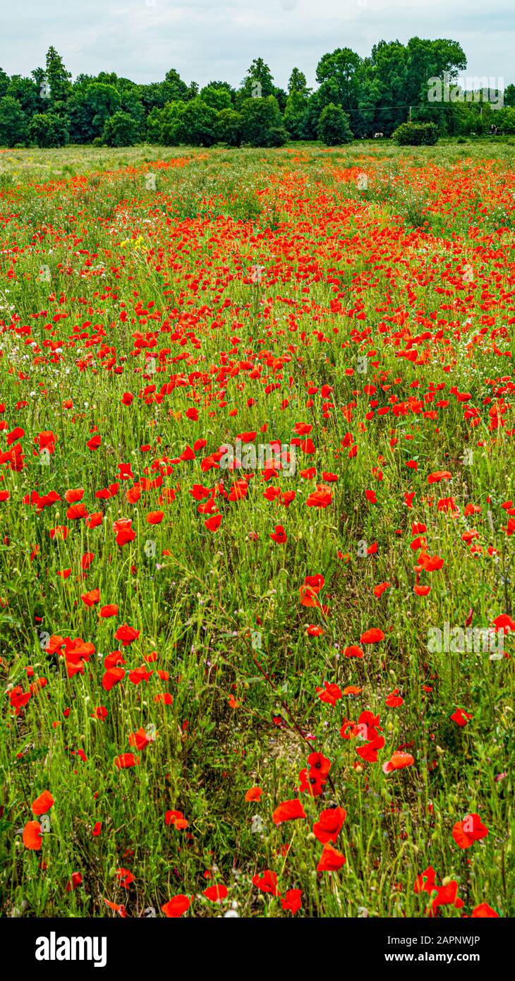 Rolling Poppy Fields in Flanders WW1 world war 1 battlefield ...