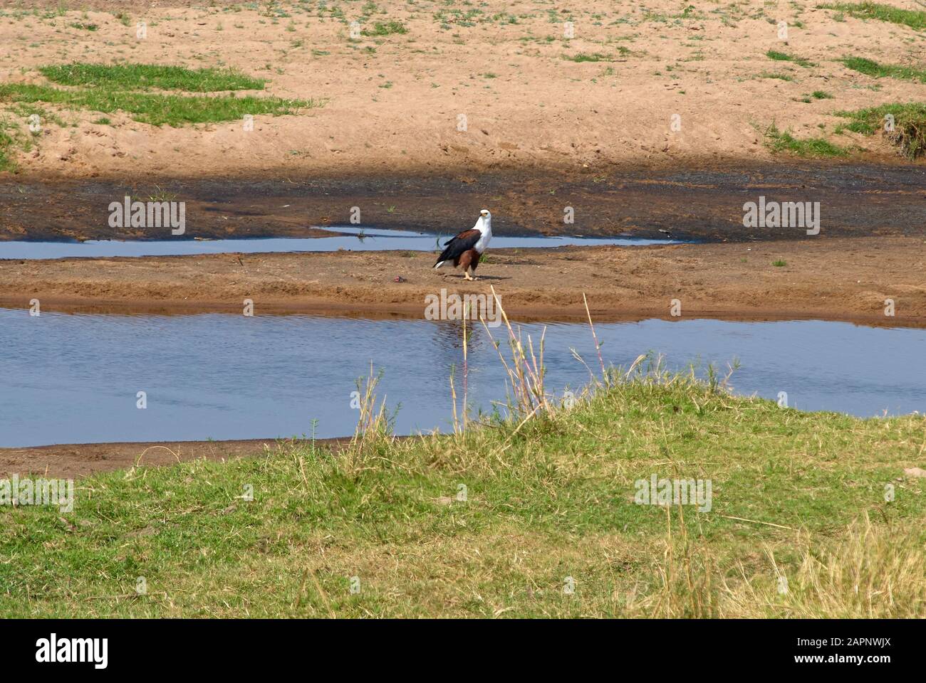 Ruaha national park tanzania eagle hi-res stock photography and images ...