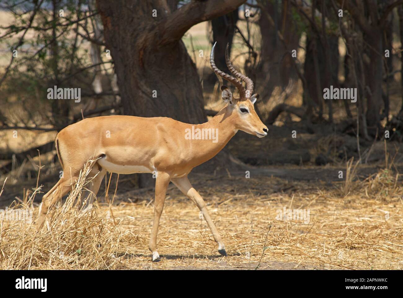 A male Impala antelope presenting its antlers Stock Photo - Alamy