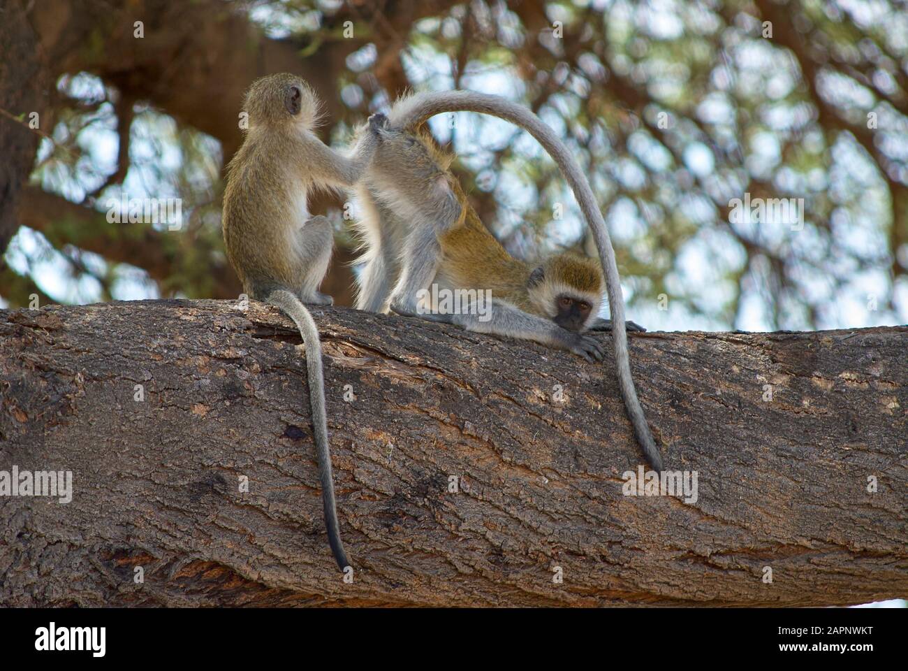 Delousing and personal hygiene is an important part of monkeys social ...