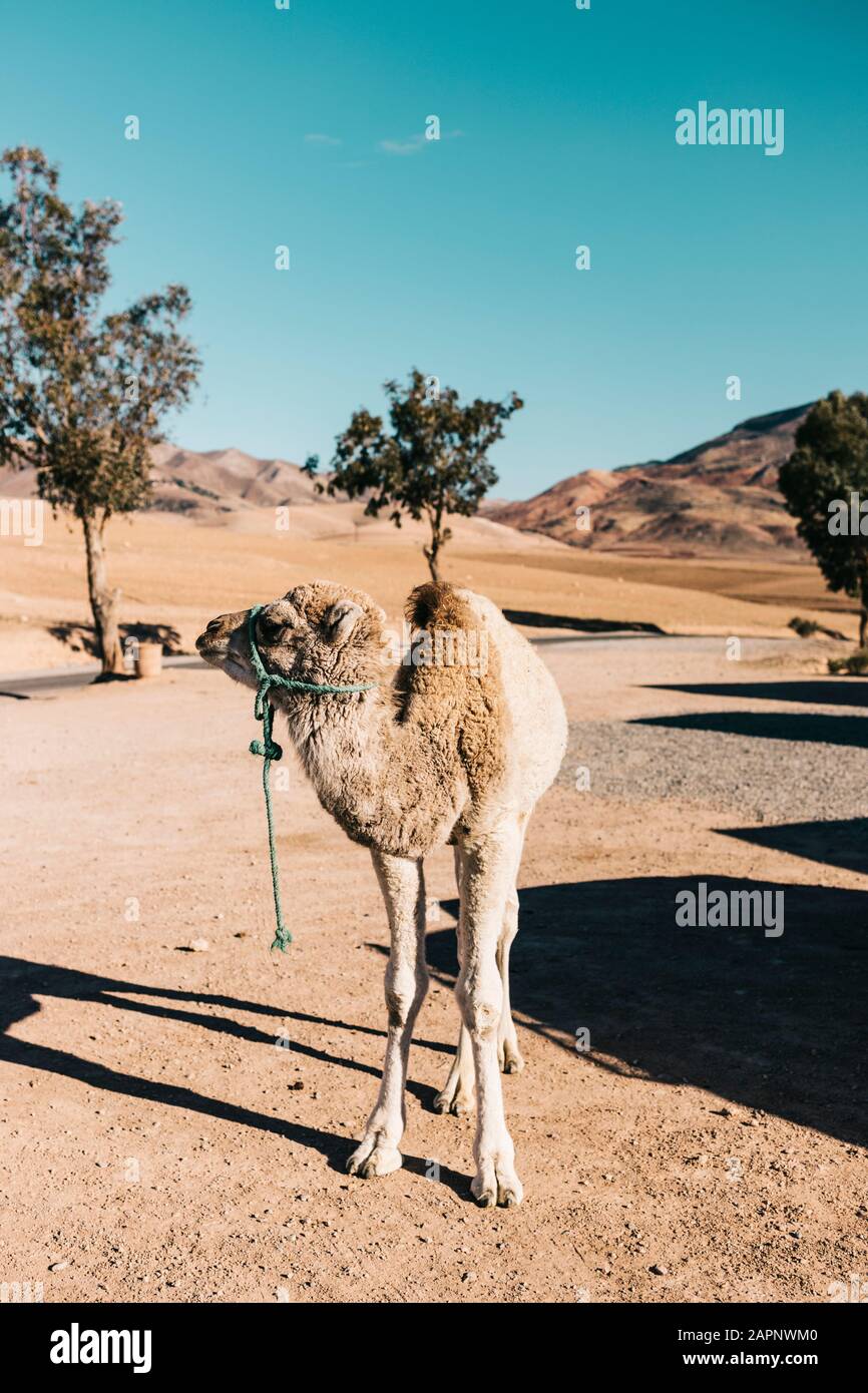 Camel born hi-res stock photography and images - Alamy