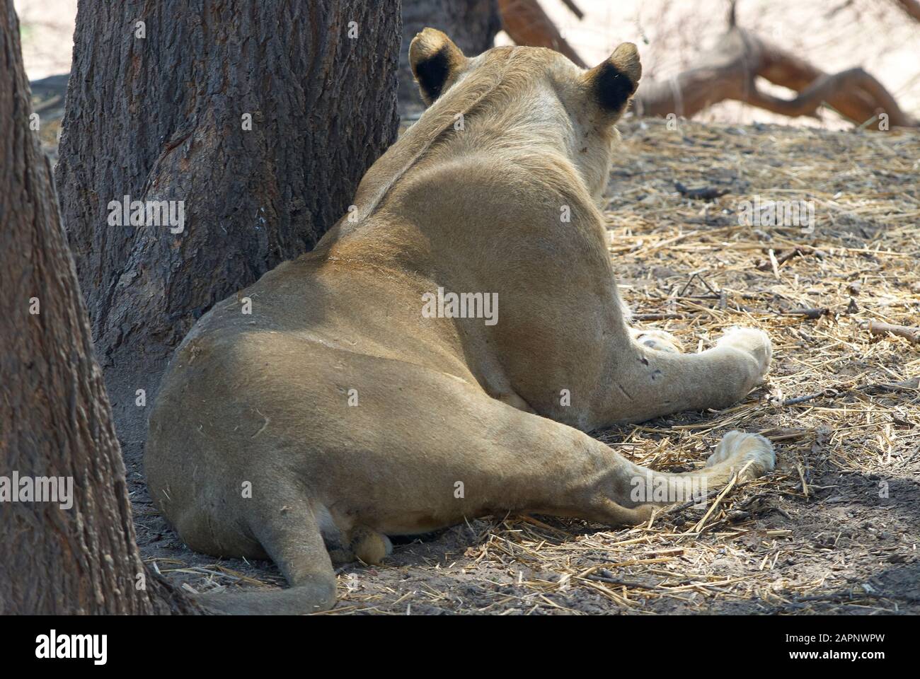 A young lion, scanning the plains for prey Stock Photo - Alamy