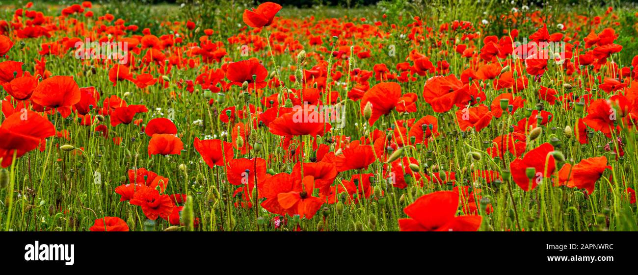 Rolling Poppy Fields in Flanders WW1 world war 1 battlefield ...