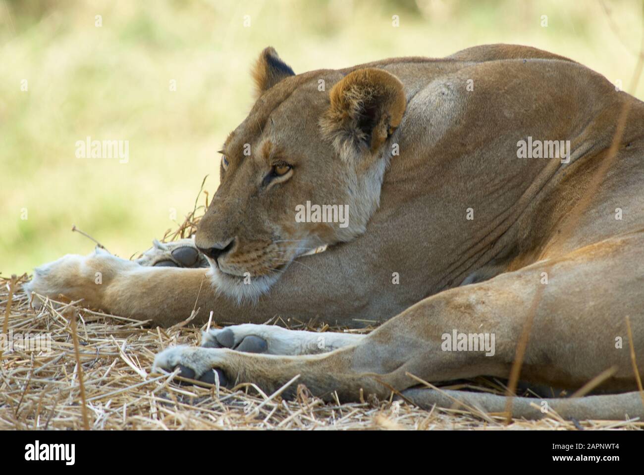 Awake lion hi-res stock photography and images - Alamy