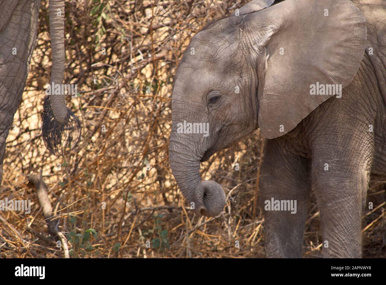 An elephant calf probing its skills and ability on how to use its trunk ...