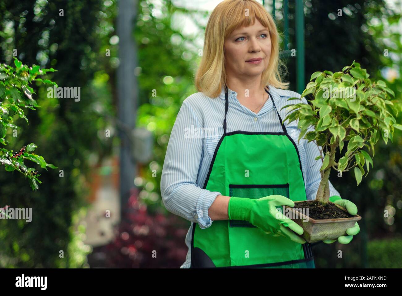 Middle aged female gardener working hi-res stock photography and images ...