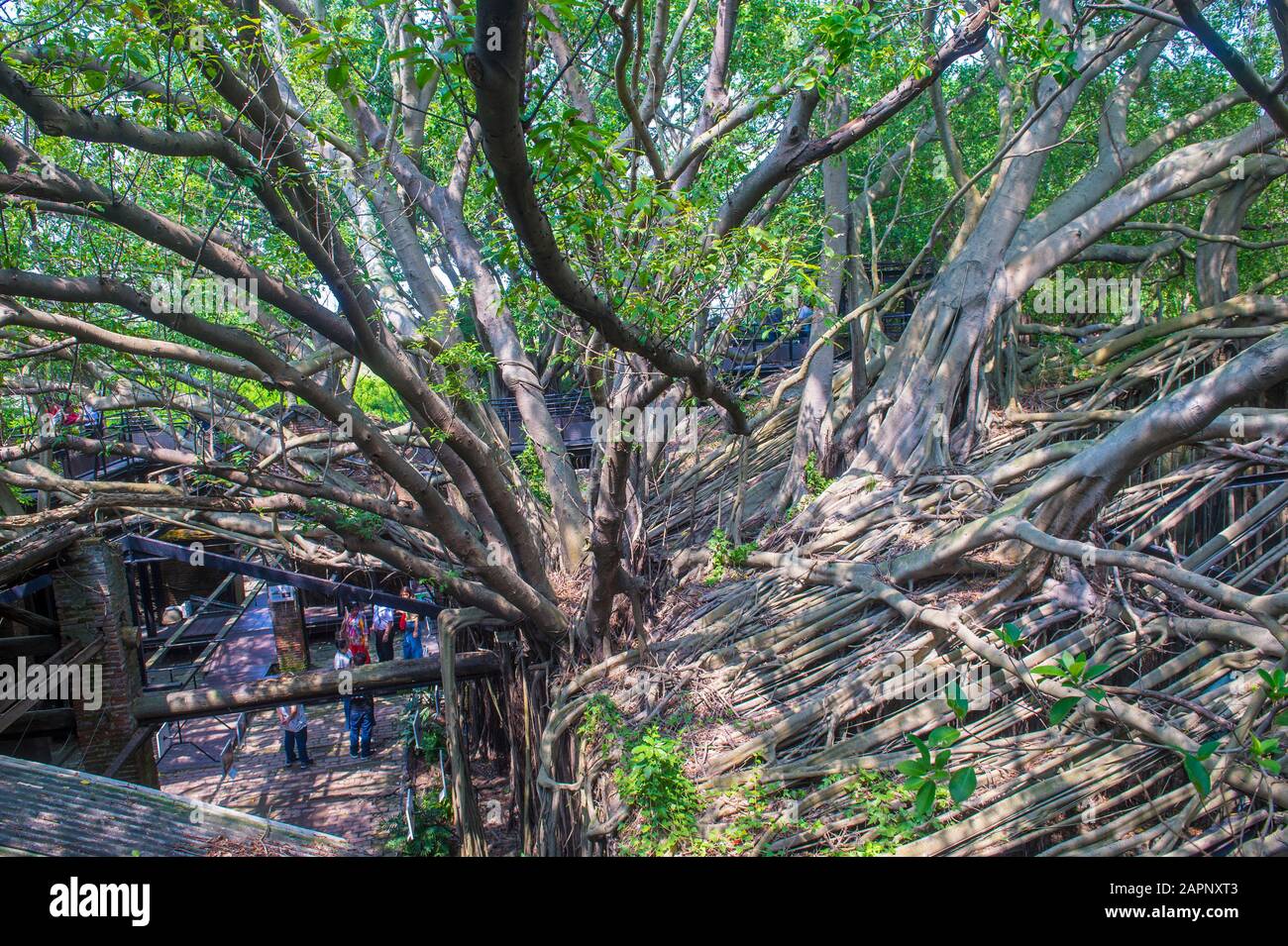 The Anping Tree House in Tainan Taiwan Stock Photo - Alamy