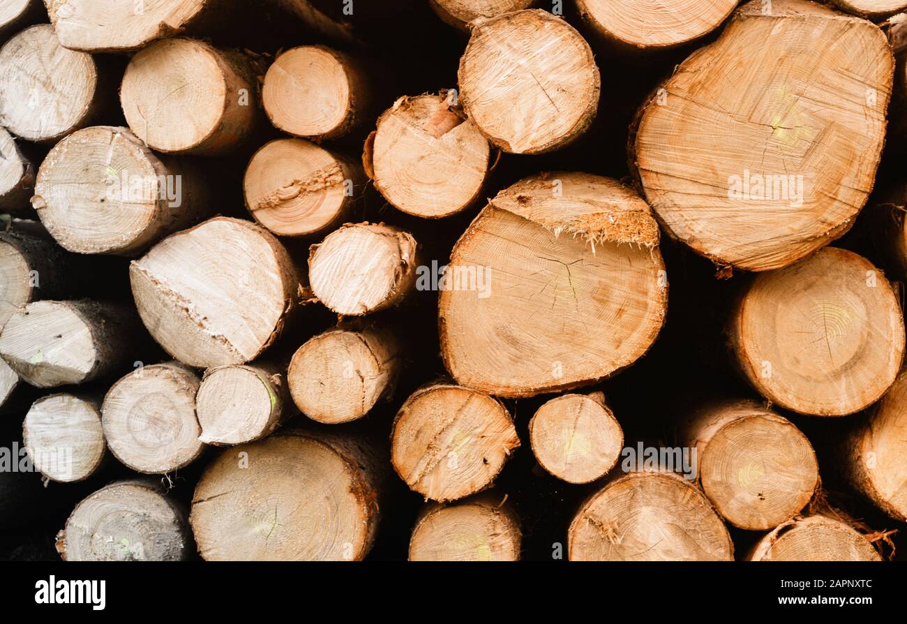 Wood texture of cutted tree trunk hi-res stock photography and images ...