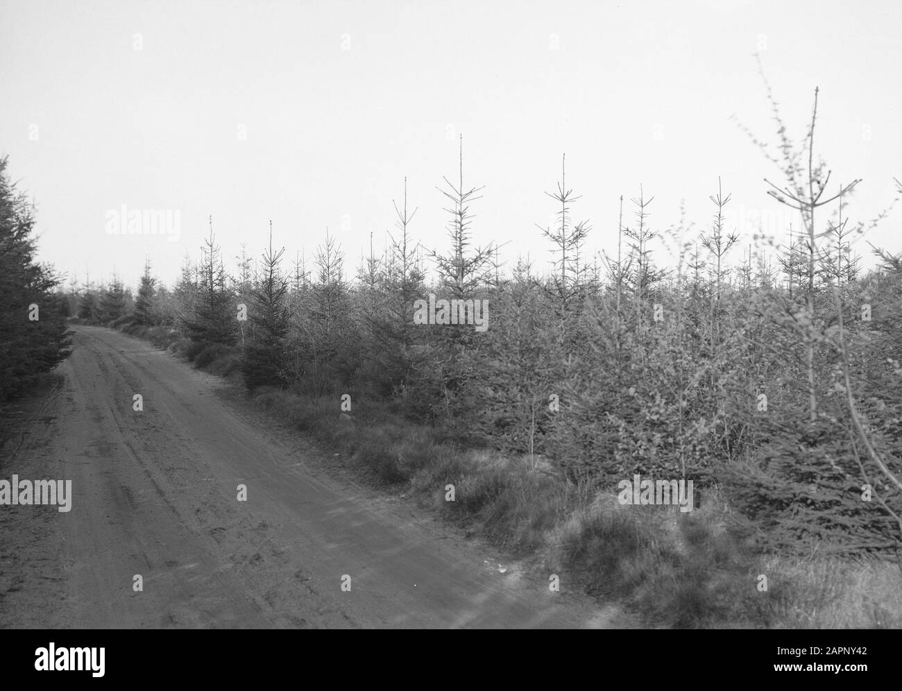 Coniferous forest larch spruce Black and White Stock Photos & Images ...