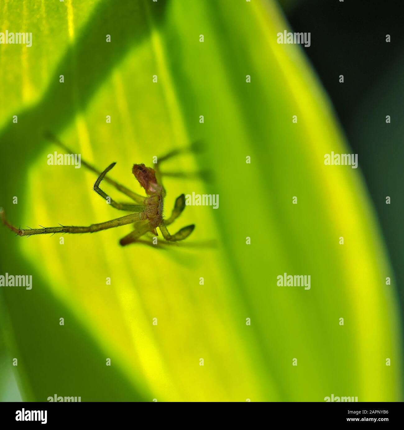 Dead spider hi-res stock photography and images - Alamy