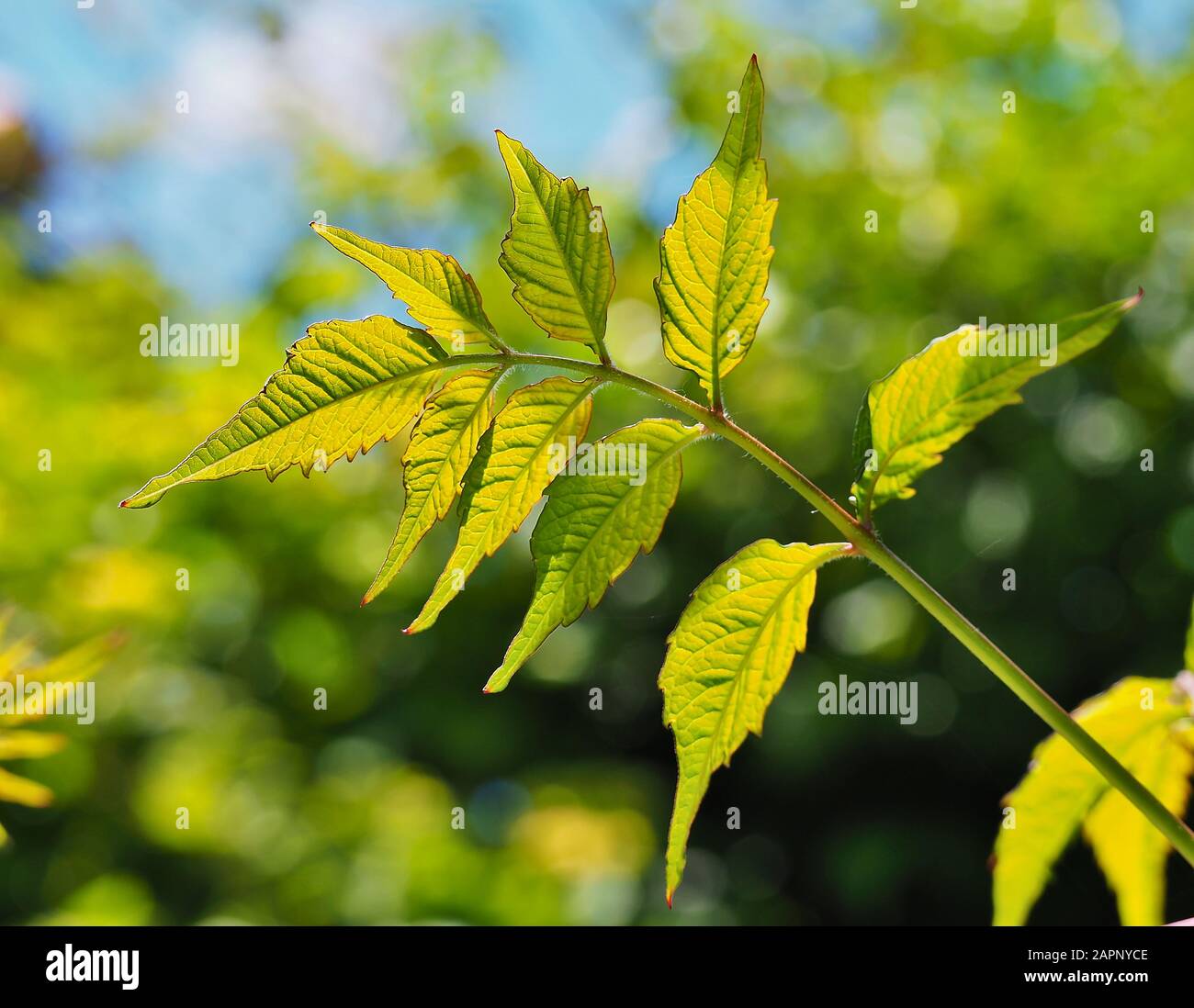 Detail of green leaves pierced by the sun with unfocused background ...