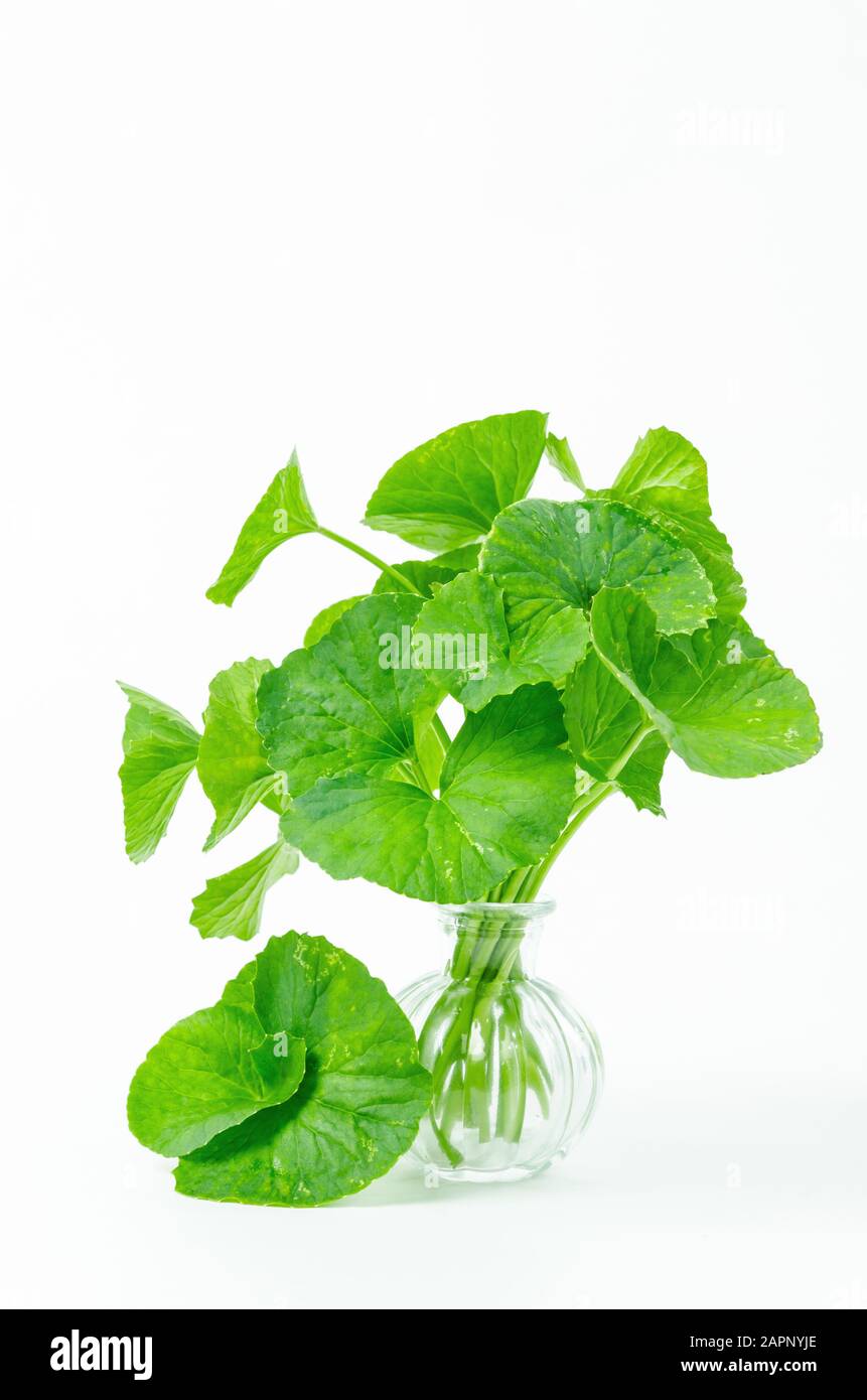 Fresh centella, Green leaf isolated on white background Stock Photo - Alamy