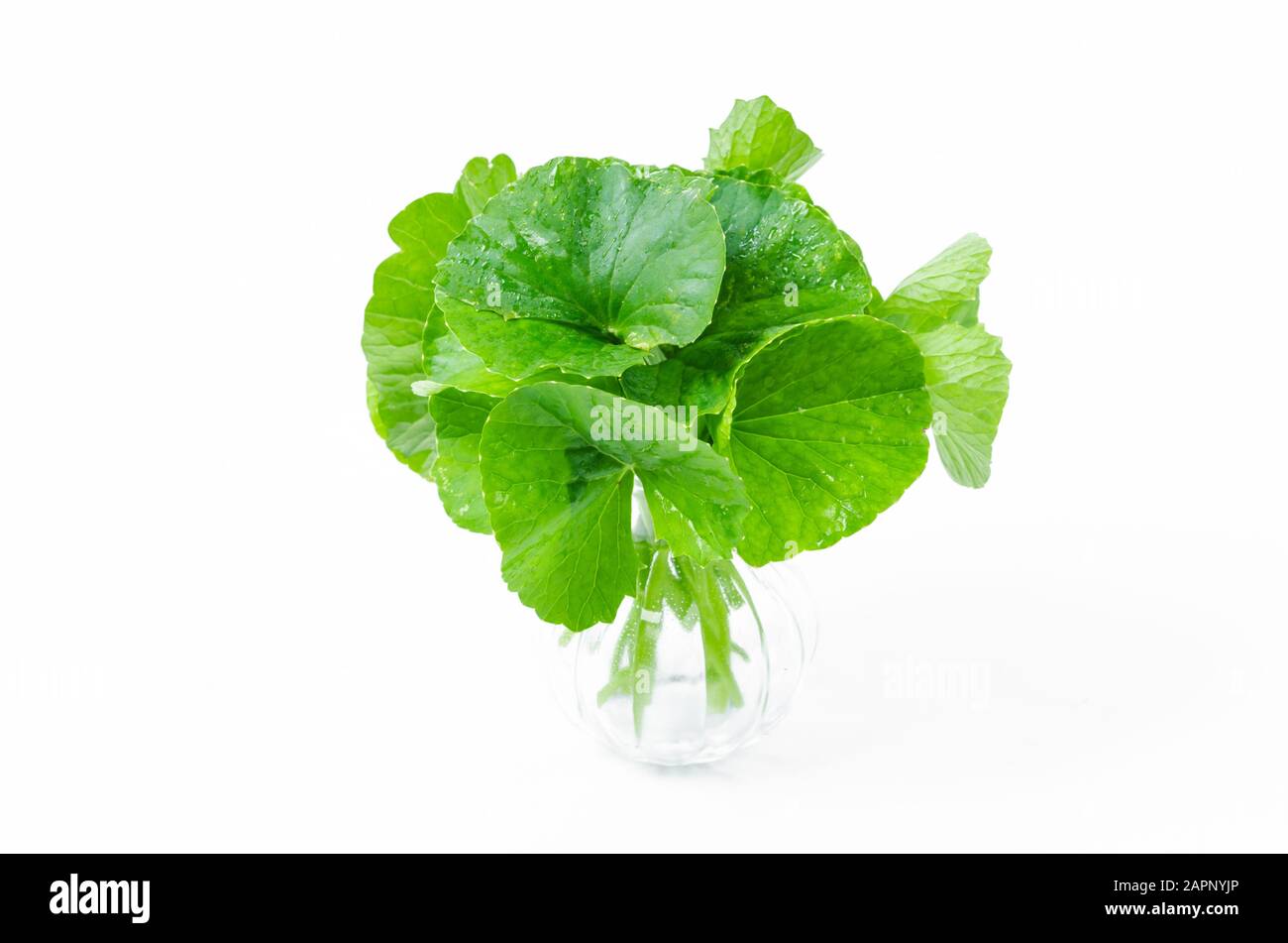 Fresh centella, Green leaf isolated on white background Stock Photo - Alamy