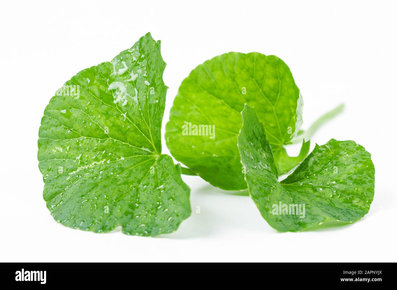 Fresh centella, Green leaf isolated on white background Stock Photo - Alamy