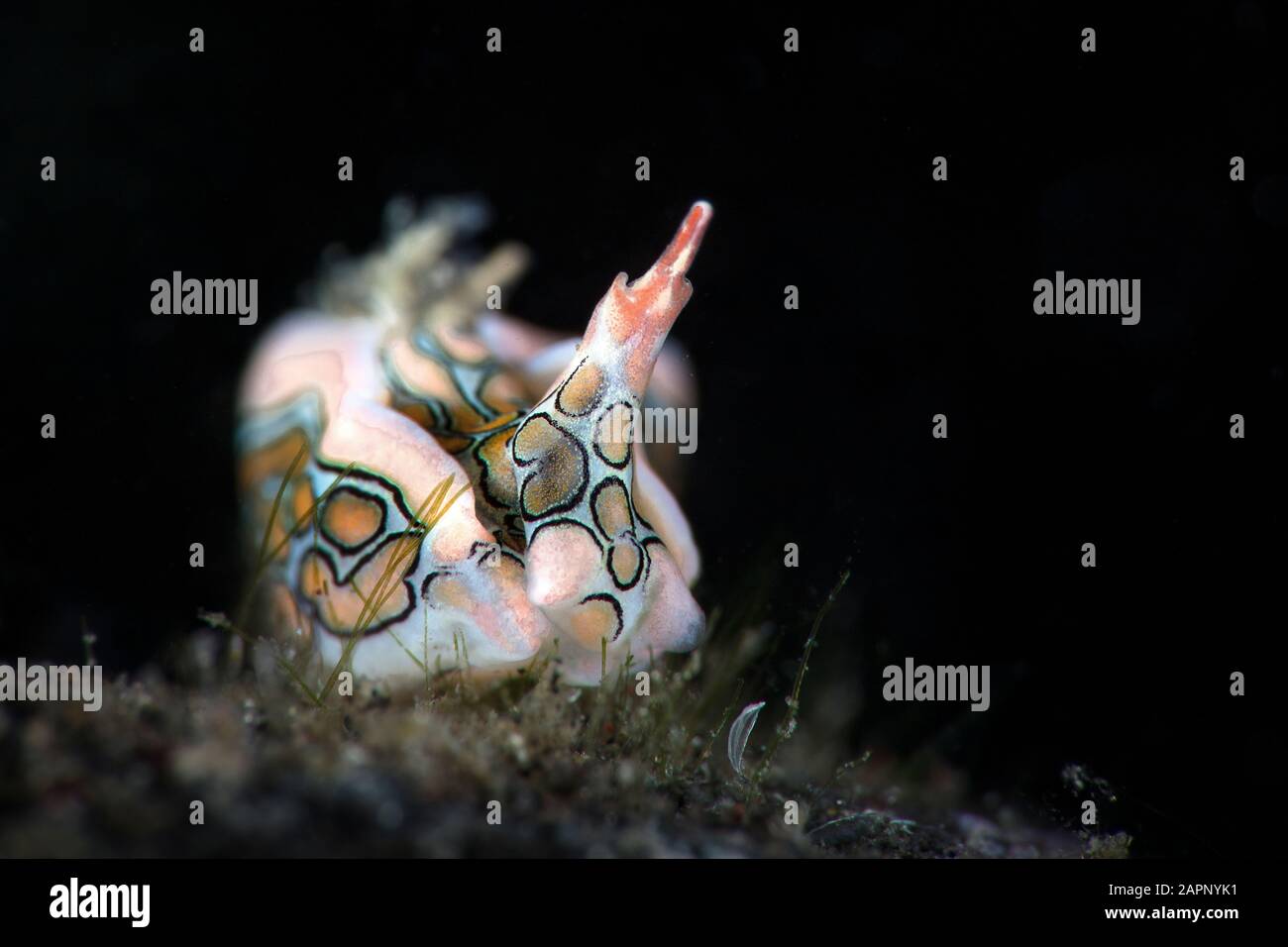Psychedelic batwing slug (Sagaminopteron psychedelicum), size 5 mm ...