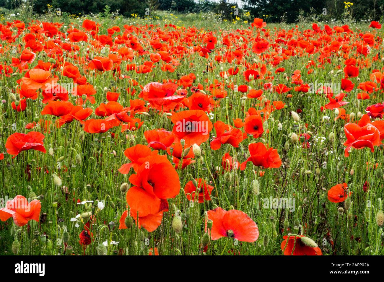 Rolling Poppy Fields in Flanders WW1 world war 1 battlefield ...