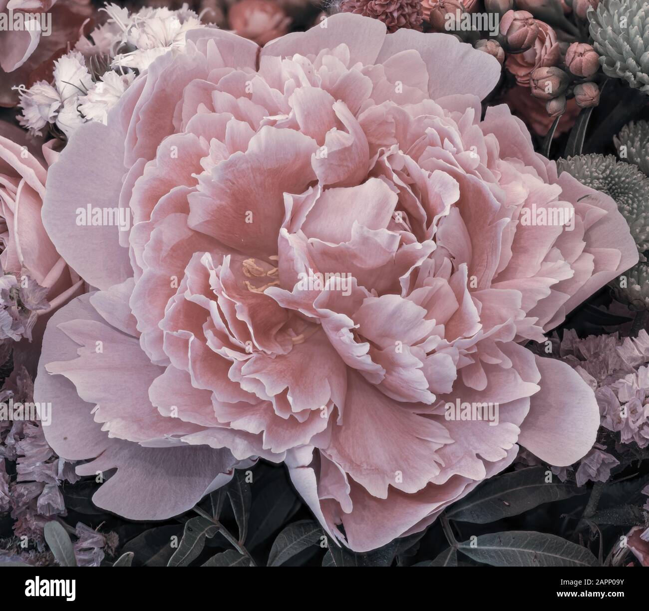 Pastel pink peony hi-res stock photography and images - Alamy