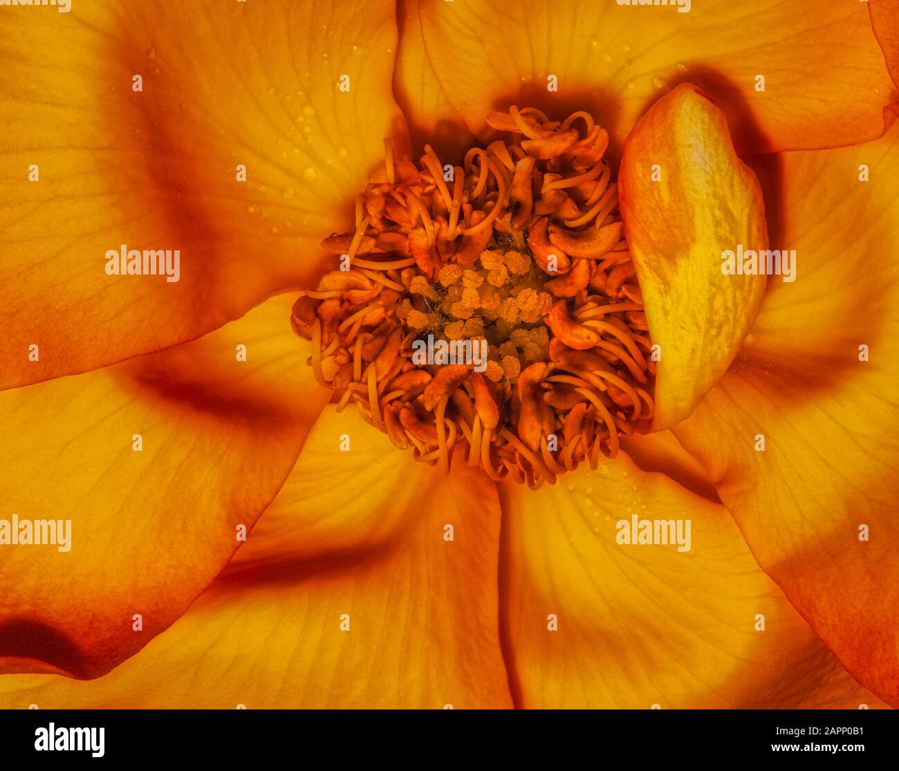 surrealistic aged yellow orange rose blossom heart with rain droplets ...
