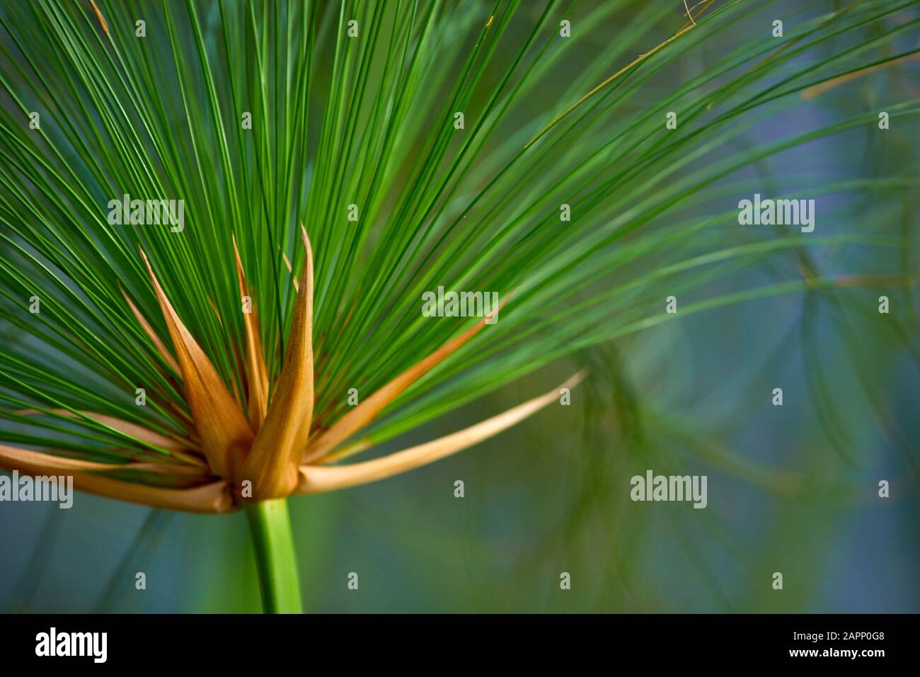Papyrus sedge cyperus papyrus hi-res stock photography and images - Alamy
