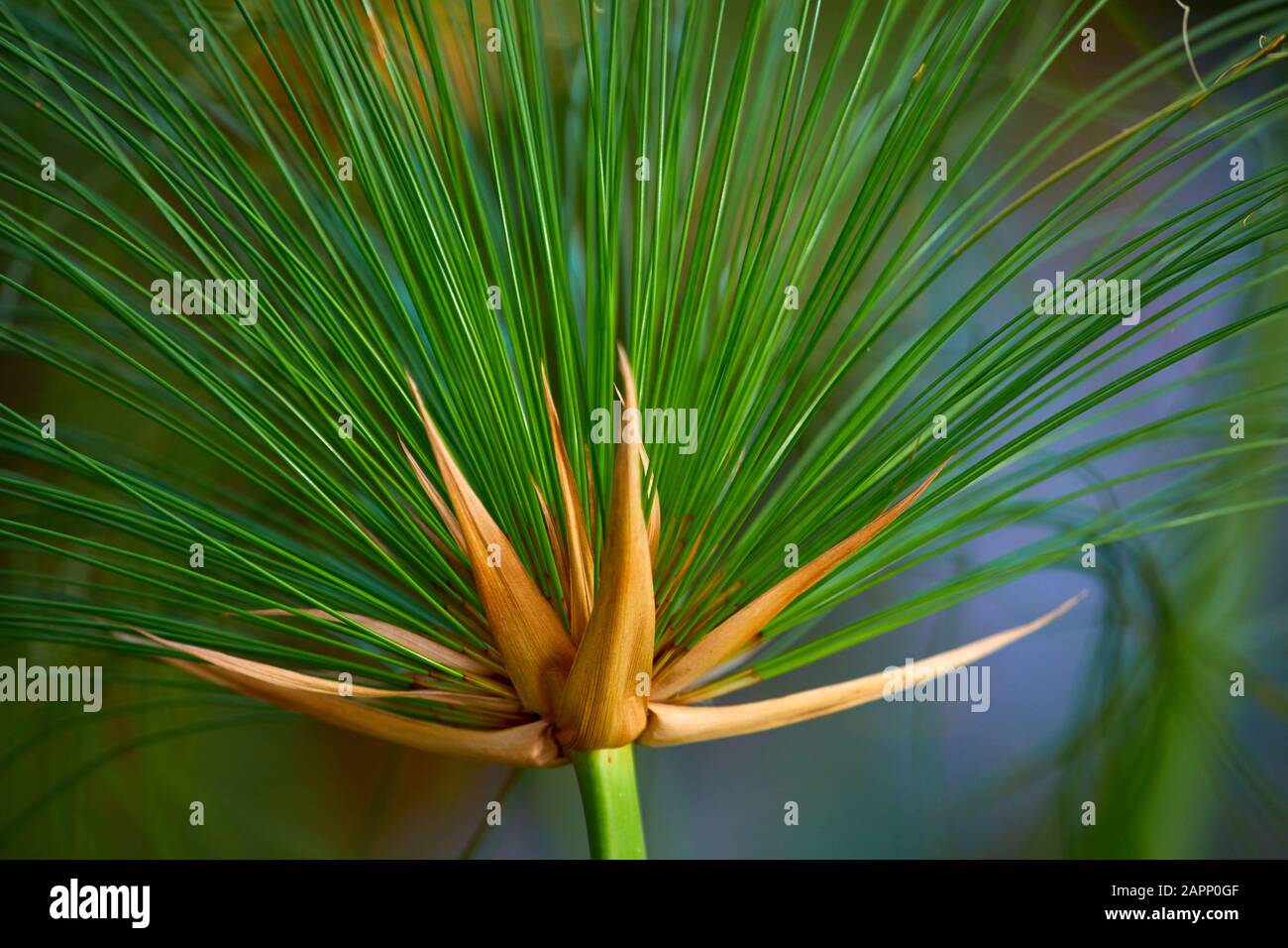 Papyrus In Botswana High Resolution Stock Photography and Images - Alamy