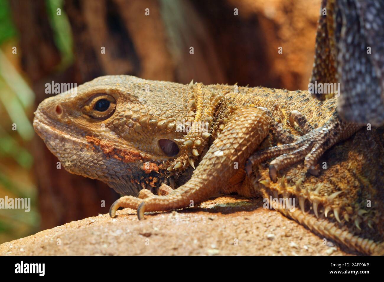 Bartagame hi-res stock photography and images - Alamy