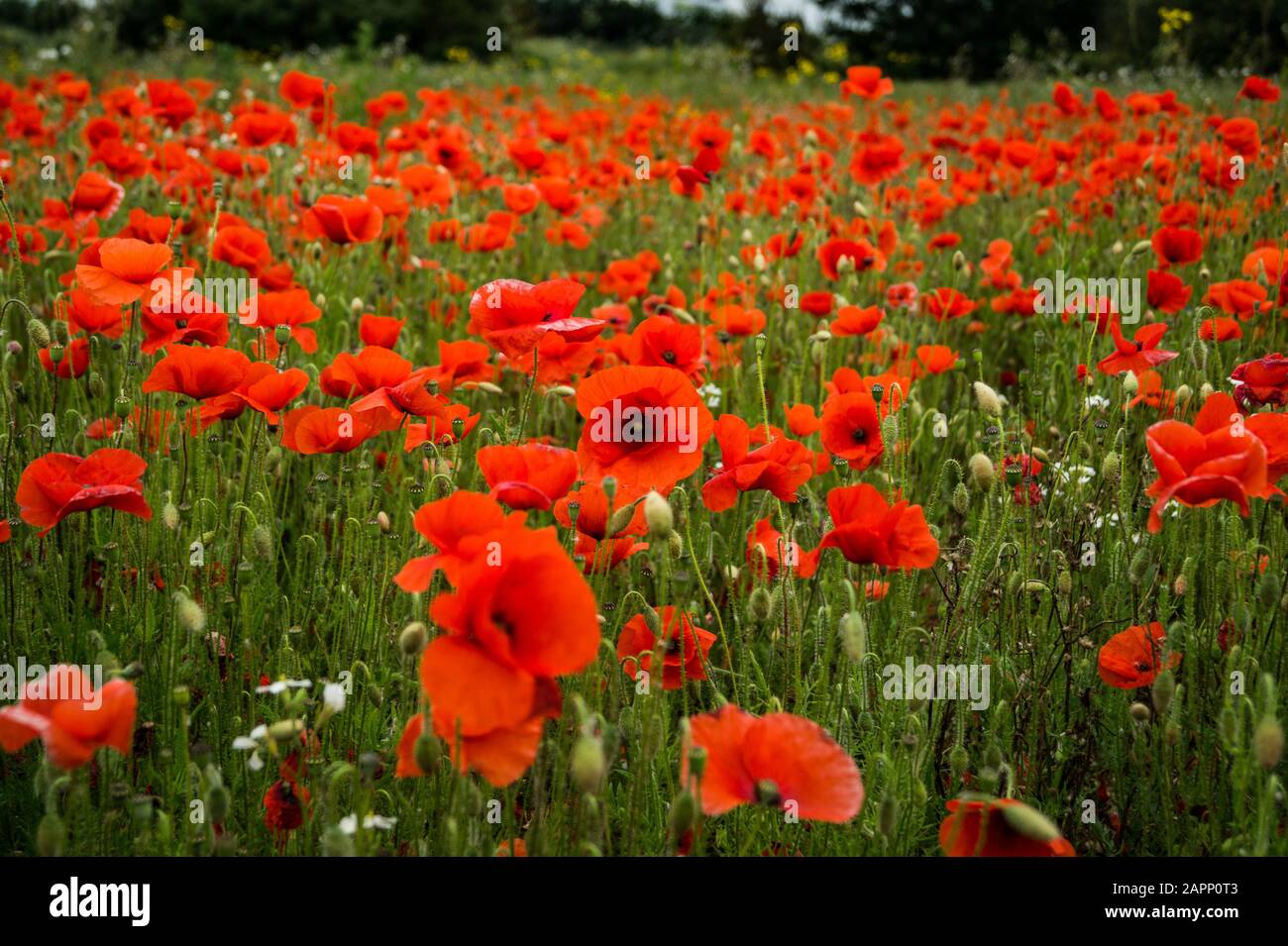 Rolling Poppy Fields in Flanders WW1 world war 1 battlefield ...