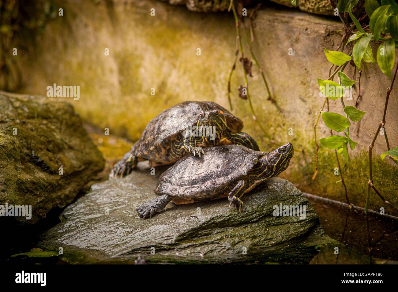 Two turtles on rock Stock Photo - Alamy