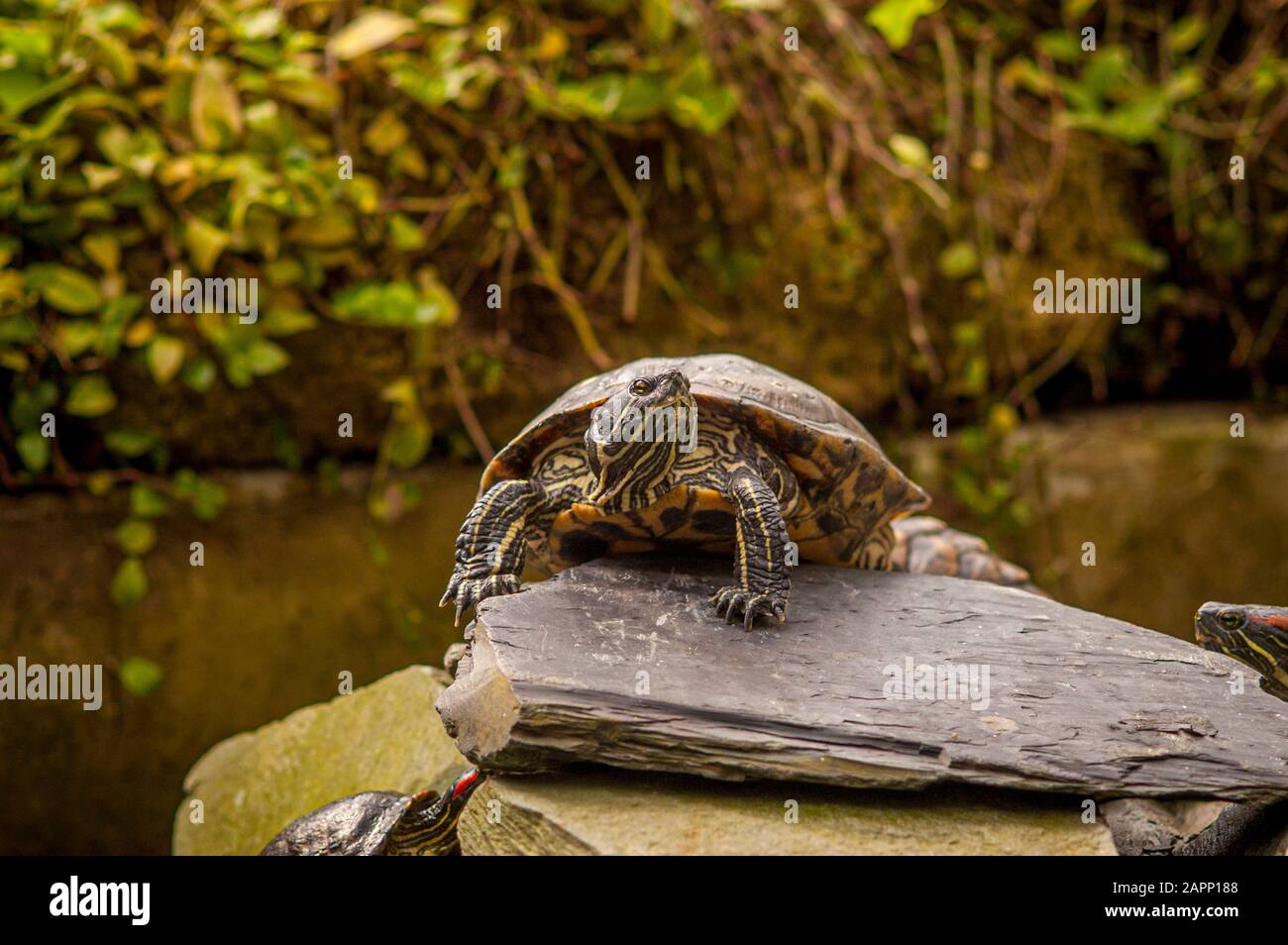 Turtle on rock Stock Photo - Alamy