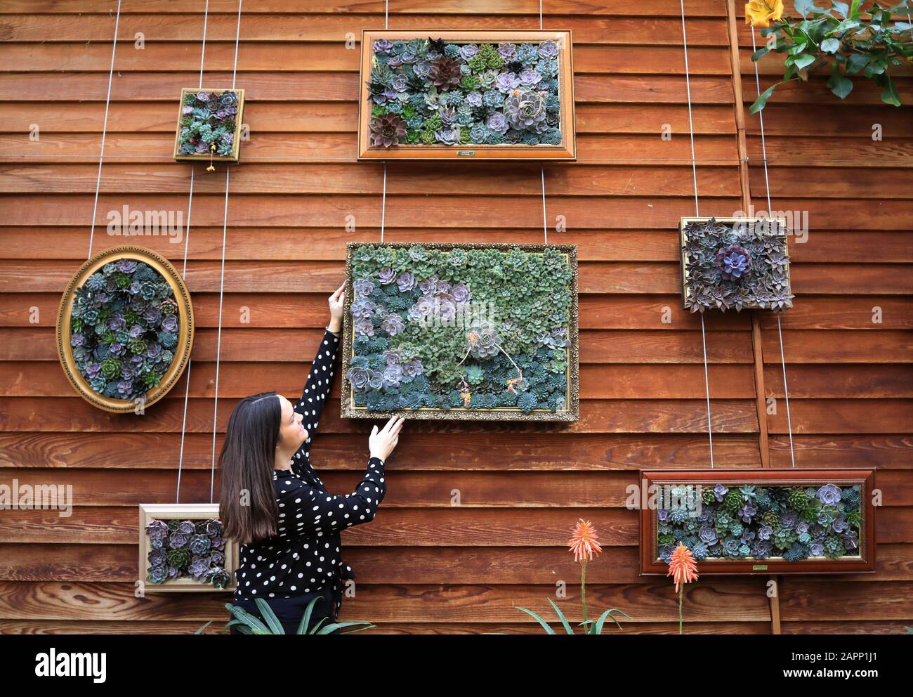 Georgina Duff pictured adjusting the frames full of succulents at the ...