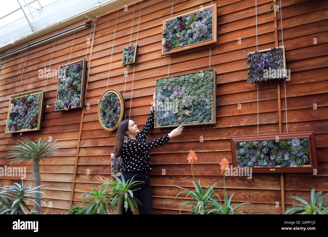Georgina Duff pictured adjusting the frames full of succulents at the ...