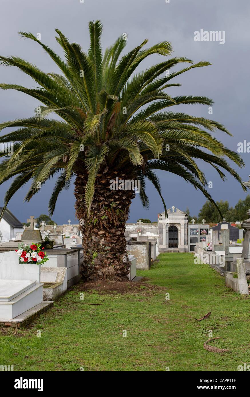 Palm tree in a cemetery Stock Photo - Alamy