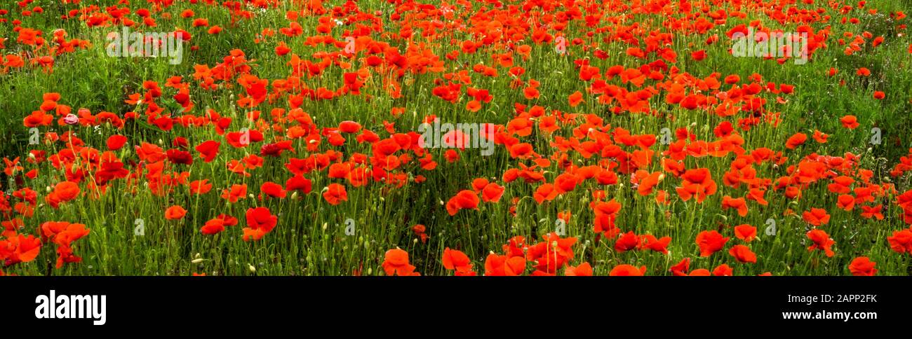 Rolling Poppy Fields in Flanders WW1 world war 1 battlefield ...
