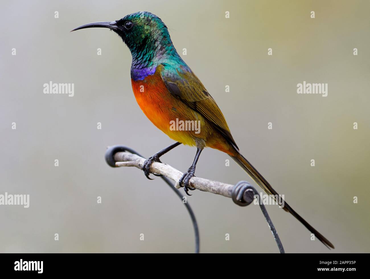 Orange Breasted Sunbird Stock Photo - Alamy