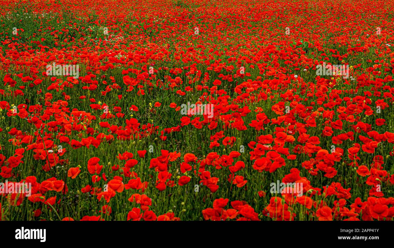 Rolling Poppy Fields in Flanders WW1 world war 1 battlefield ...