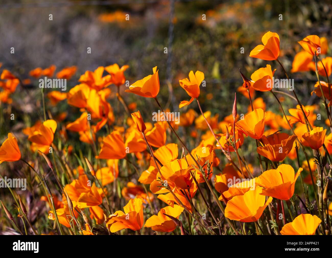 Desert wildflower Landscape with gold Poppies in the Arizona Desert ...