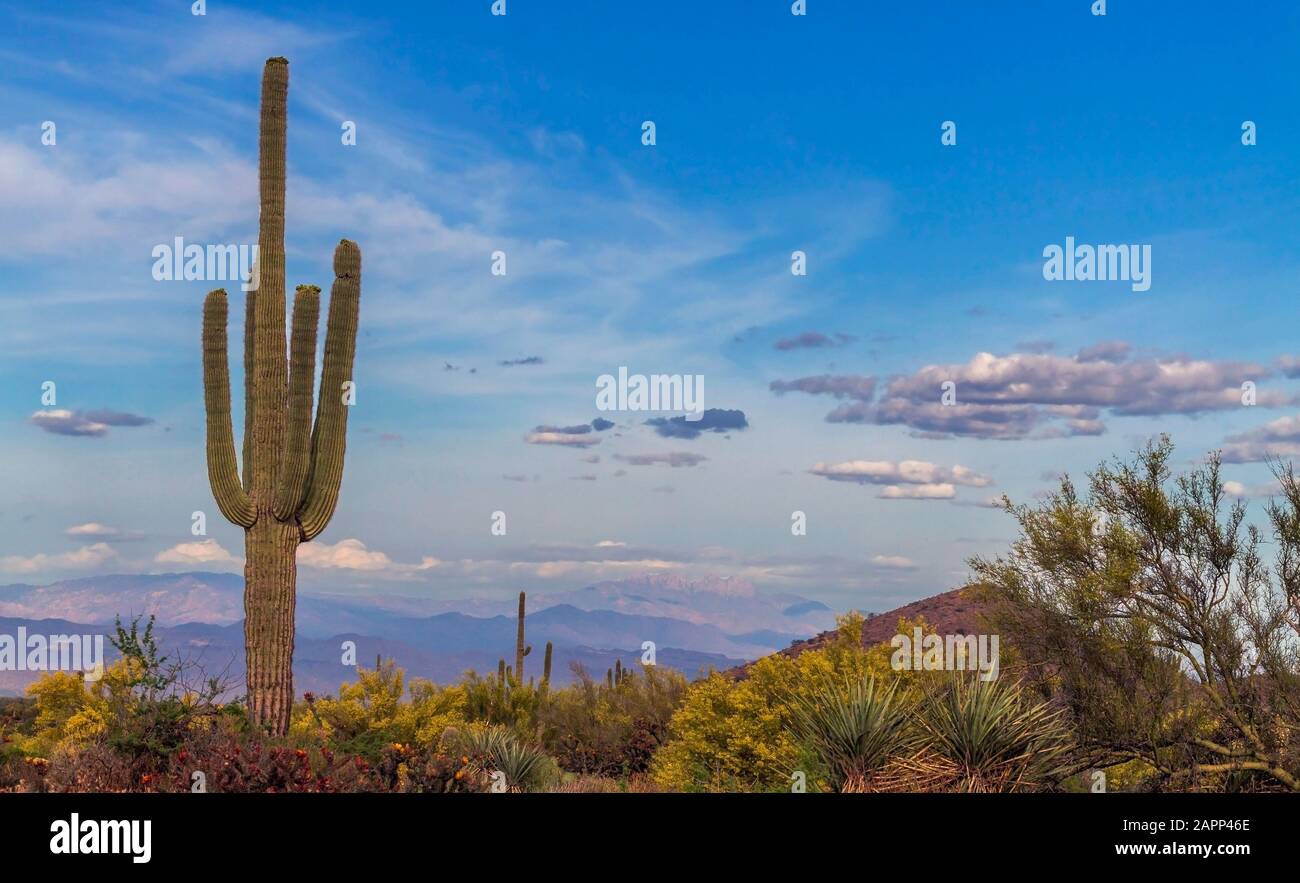 Saguaro Cactus in springtime landscape setting in Arizona Desert Stock ...
